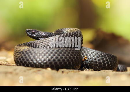 melanistic nikolsky viper portrait ( Vipera berus nikolskii Stock Photo ...