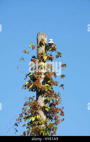 old wooden telegraph mast Stock Photo - Alamy