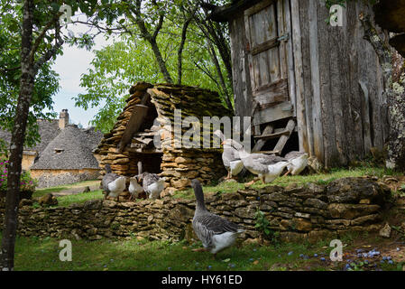Grey foie gras geese walking to their goose house on a traditional ...