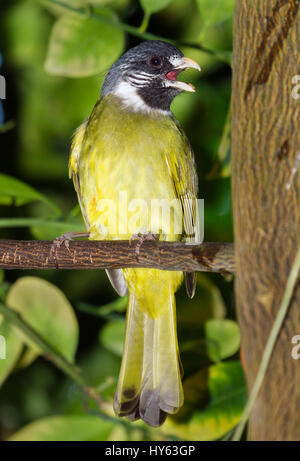 The collared finchbill ( Spizixos semitorques ) a species of songbird ...