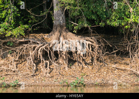Landscape, Pantanal, Mato Grosso state, Brazil Stock Photo - Alamy