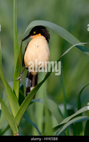 Black-capped Donacobius sitting on a twig against green background ...