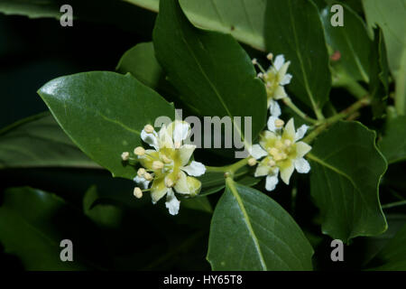 soap bark tree or soapbark / Quillaja saponaria / Seifenrindenbaum ...
