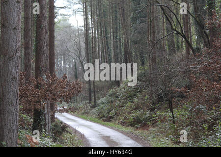 Pembrey Forest, Wales, UK Stock Photo - Alamy