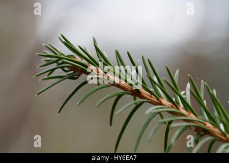 Backlit pine tree on the corner of a village street Stock Photo - Alamy