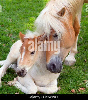Mother and baby of Haflinger horses Stock Photo - Alamy