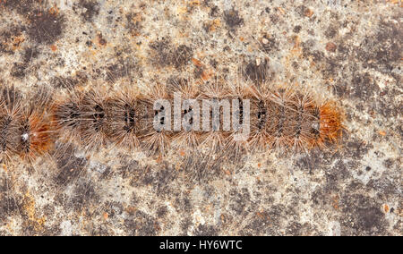 LARVAE OF THE BAG-SHELTER MOTH (TEARA CONTRARIA) ALSO KNOWN AS ...