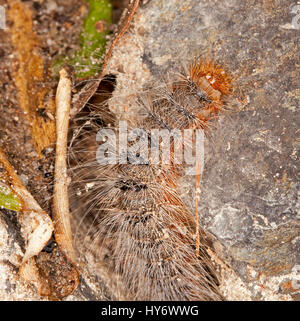 LARVAE OF THE BAG-SHELTER MOTH (TEARA CONTRARIA) ALSO KNOWN AS ...