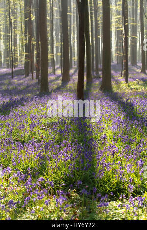 Sunlight in flowering forest, Hallerbos Stock Photo - Alamy