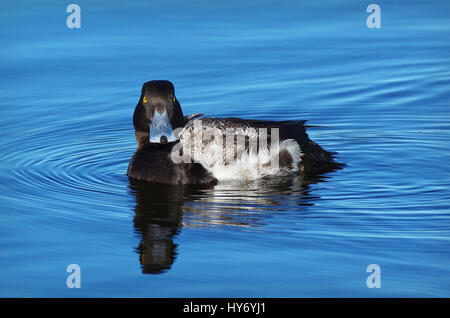 Aythya affinis, Broadbill, ducks, Lesser Scaup, Little Bluebill, male ...