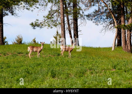 Two young deer on hillside at Wildpark in Kitzbühel Stock Photo - Alamy