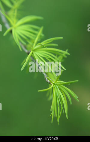 Chinese golden larch (Pseudolarix amabilis) Plantae Stock Photo - Alamy
