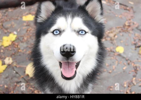 Dog jack russell terrier and husky funny playing together outdoors in ...
