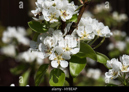 Conference pear blossom Stock Photo - Alamy