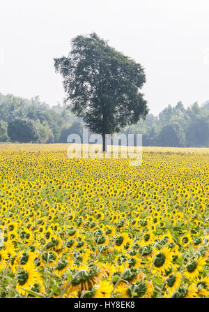 Alone tree in colorful farm field in Ballyvaughan, Ireland Stock Photo ...
