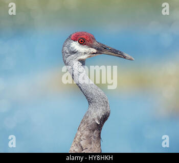 Sandhill Crane head close up Stock Photo - Alamy