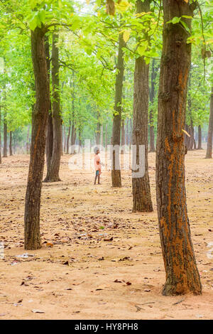 Forest of Sal trees, Shorea robusta of Shantiniketan, West Bengal Stock ...