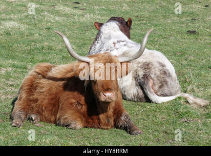 Highland Cattle, Glen Isla, Angus, Scotland Stock Photo - Alamy