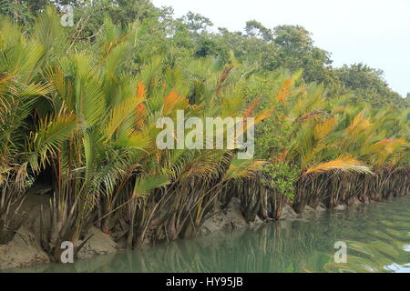Nipah Palm trees also known as "golpata" in the Sundarbans, a UNESCO ...
