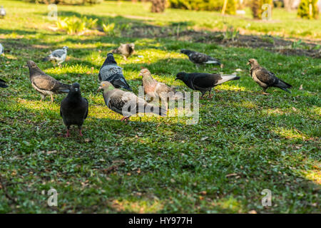 Beautiful pigeons on green grass on a sunny day Stock Photo - Alamy