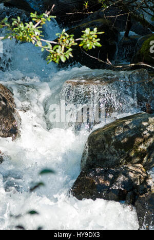Salmons swimming upstream in the Ketchikan Creek in Alaska to go ...