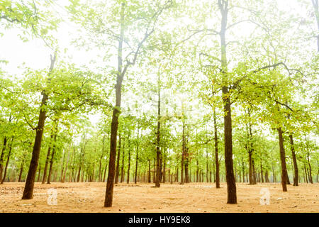 Forest of Sal trees, Shorea robusta of Shantiniketan, West Bengal ...