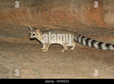 North American / Mexican Ring-tailed cat (Bassariscus astutus) on the ...