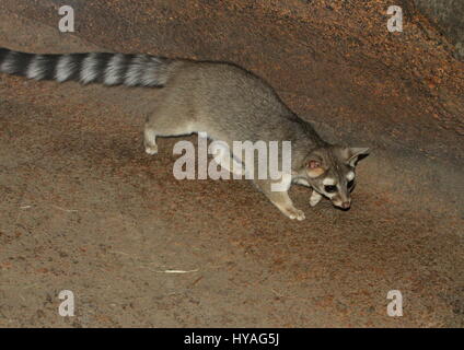 North American / Mexican Ring-tailed cat (Bassariscus astutus) on the ...