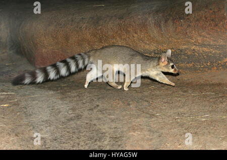 North American / Mexican Ring-tailed cat (Bassariscus astutus) on the ...