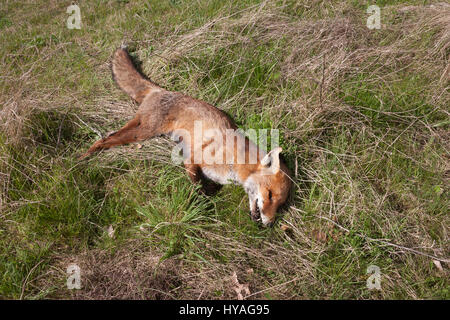 Red fox (Vulpes vulpes) killed on the road, Umbria, Italy Stock Photo ...