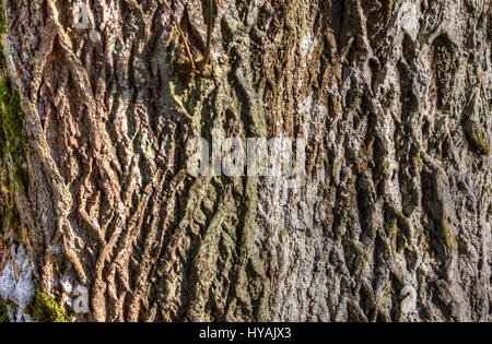 The trunk of an old ash tree.(Fraxinus excelsior Stock Photo - Alamy