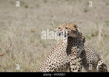 A PAIR of cheetahs are so joined at the hip they look like feline co ...