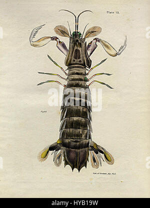 This work offers detailed depictions of marine life, including the ...