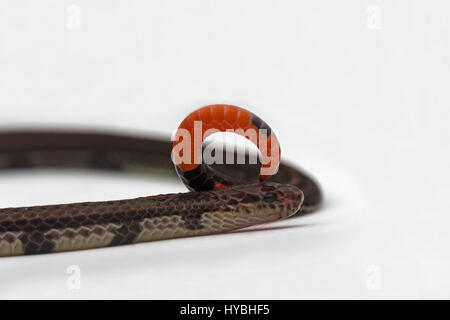 Malaysian Striped Coral Snake - Calliophis intestinalis- isolated on ...
