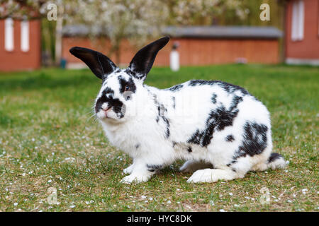 Checkered giant rabbit Stock Photo - Alamy