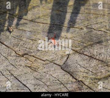 Red velvet tick on the stump. Close up macro Red velvet mite or ...