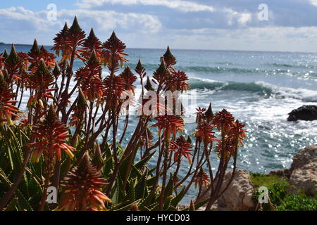 Nature Flowers in Cyprus Stock Photo - Alamy