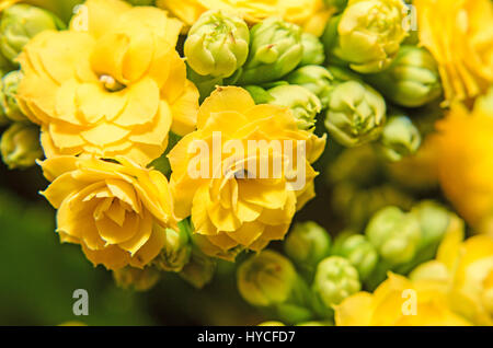 Yellow Calandiva flowers Kalanchoe, family Crassulaceae, close up Stock ...