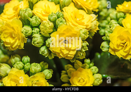 Yellow Calandiva flowers Kalanchoe, family Crassulaceae, close up Stock ...