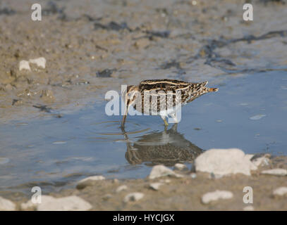 Snipe Gallingo gallinago feeding in pool Stock Photo - Alamy