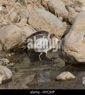 Snipe Gallingo gallinago feeding in pool Stock Photo - Alamy