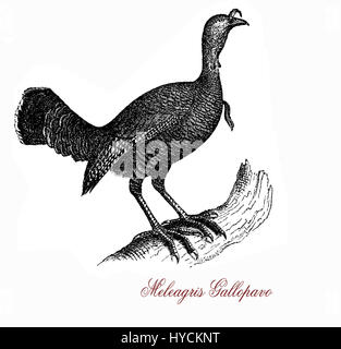 Featherless Turkey Clip Art