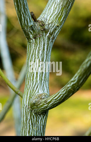 Acer tegmentosum 'Joe Witt'. Striped bark of snakebark maple 'Joe Witt ...