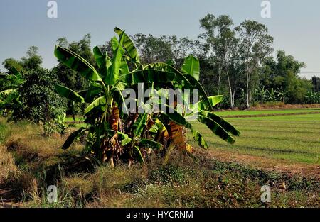 Saraburi, Thailand - January 8, 2013: A grove of banana trees, some ...