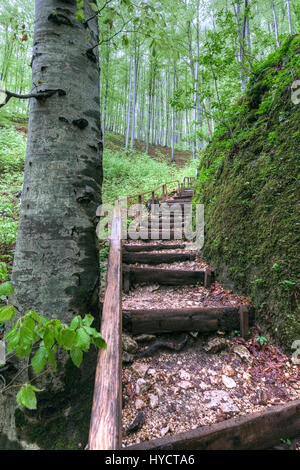 Small passages and big trees from ancient forest Stock Photo - Alamy