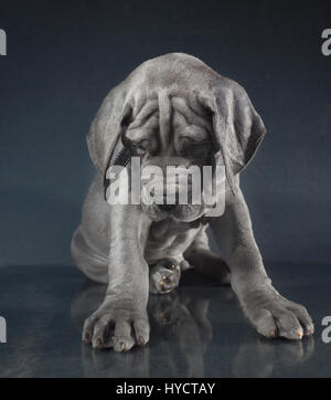 Gray Great Dane that looks sad standing on the grass Stock Photo - Alamy