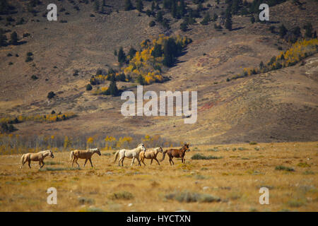 Wild Horse in the Wyoming Desert in Summer Stock Photo - Alamy