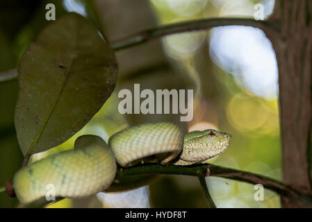 The pit viper venom can kill a human. Valsad, India: THESE INCREDIBLE ...