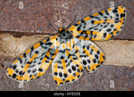 Mocis trifasciata Moth, Far North Queensland, FNQ, QLD, Australia Stock ...