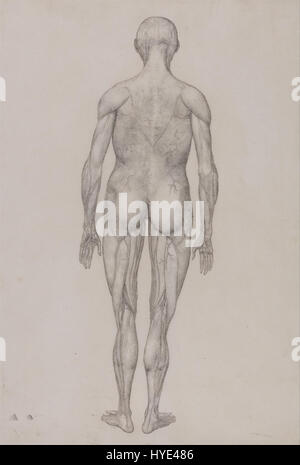 This anatomical work examines the human body as evidence of ...